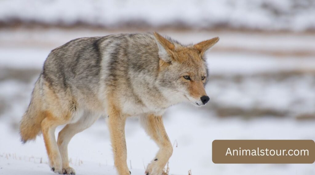 Animals That Live in Prairies Unique Wildlife (With Images) 2026