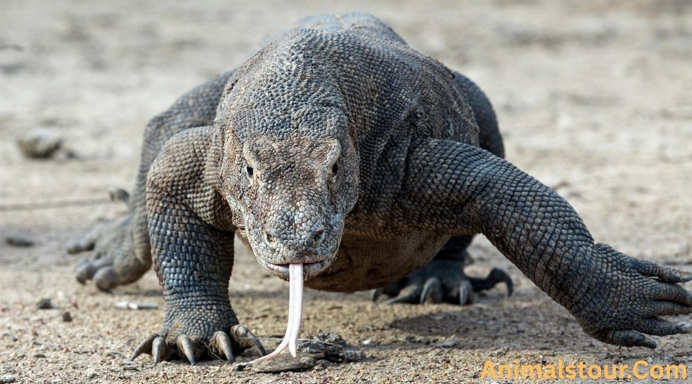 Discover Top 18 Animals With Sharp Claws (With Images) 2026